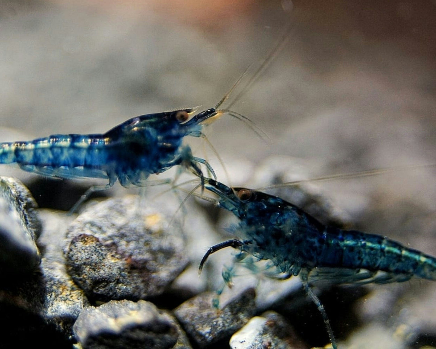 Blue Dream Velvet Shrimp – ShrimpSpace